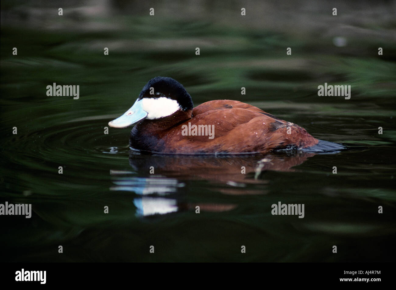 North American Ruddy Duck- Oxyura [jamaicensis] jamaicensis Stock Photo ...