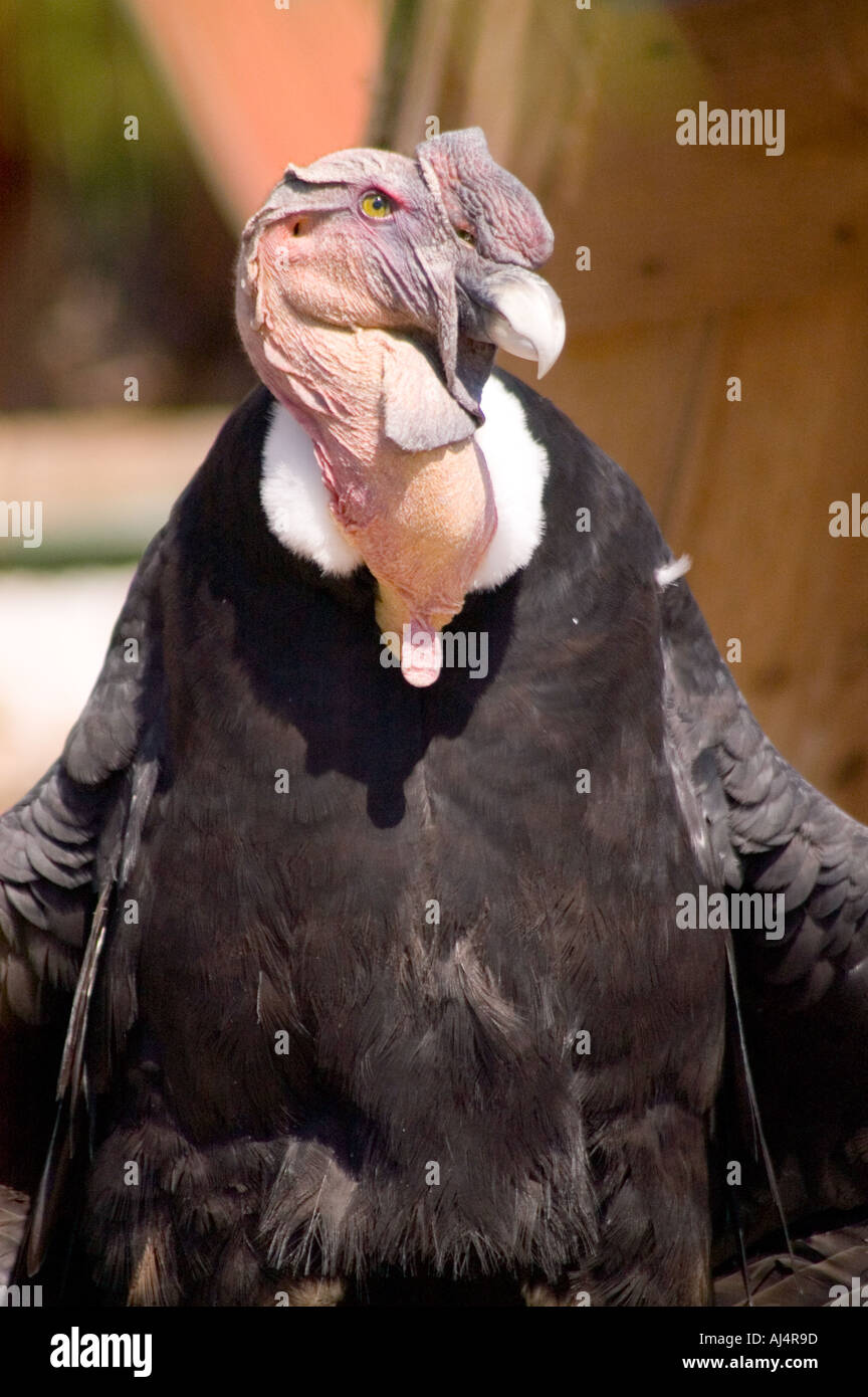 Condor bird of prey Stock Photo - Alamy