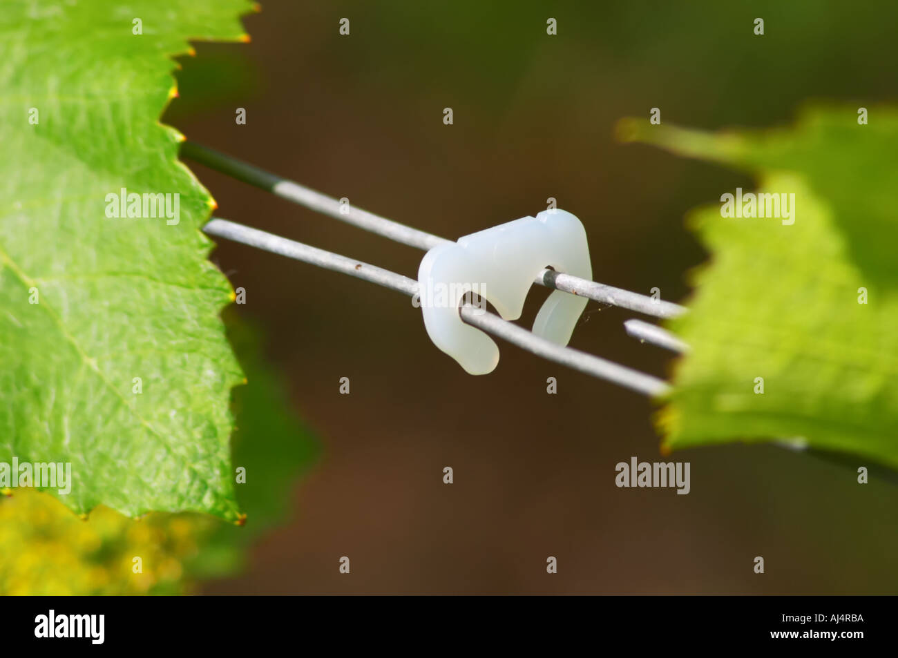 Vine support wires hi-res stock photography and images - Alamy