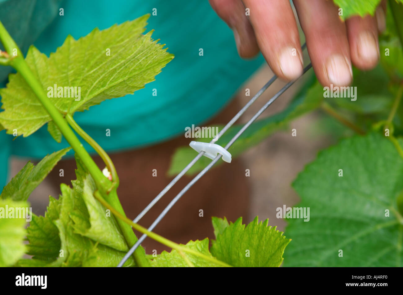 Vine support wires hi-res stock photography and images - Alamy