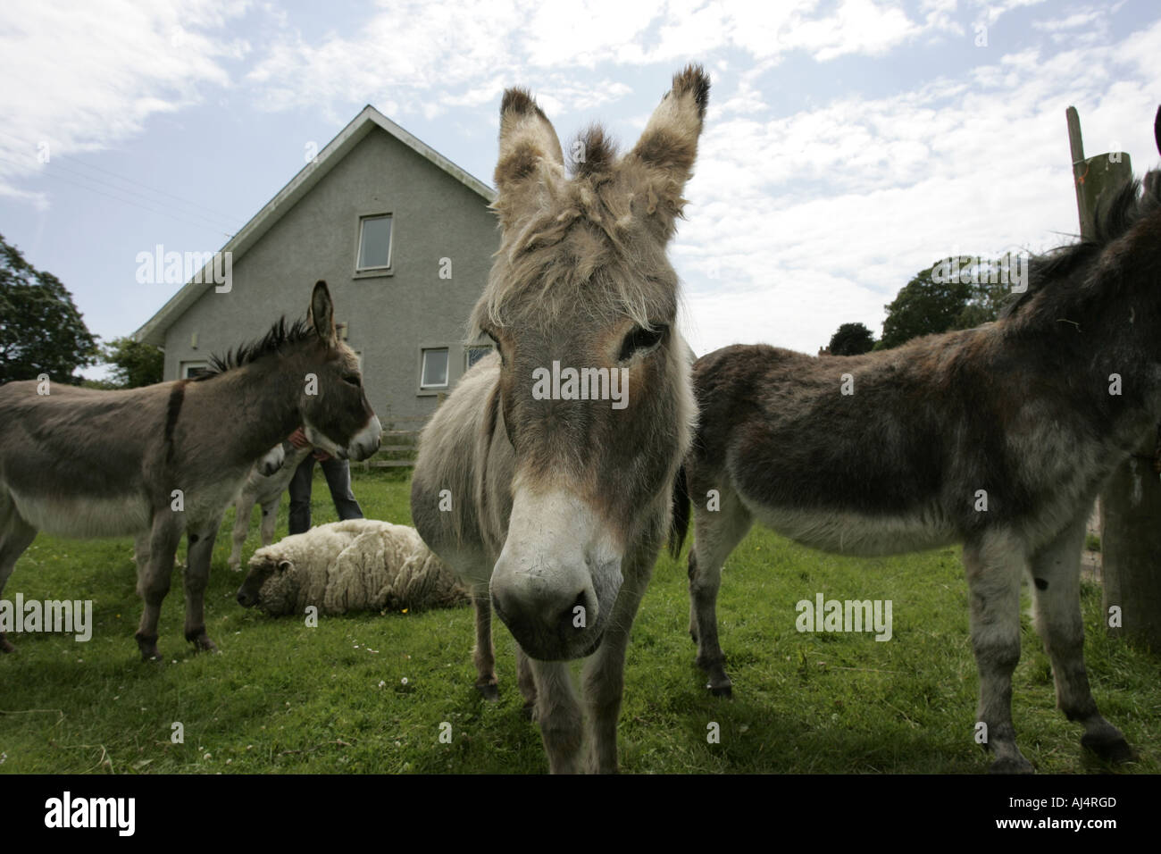 domesticated donkeys in a open farm sanctuary county down northern ...