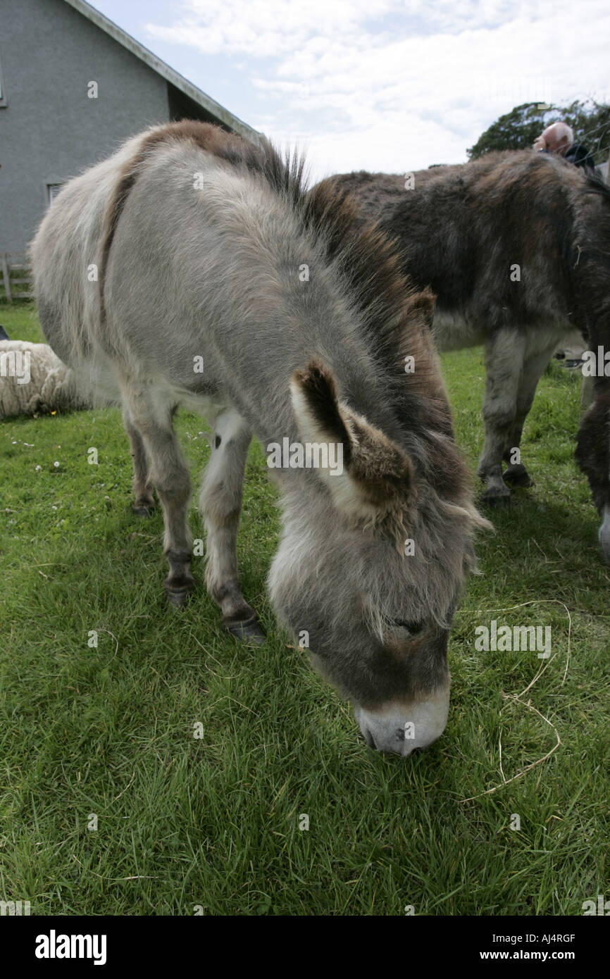 Donkey sanctuary europe hi-res stock photography and images - Alamy