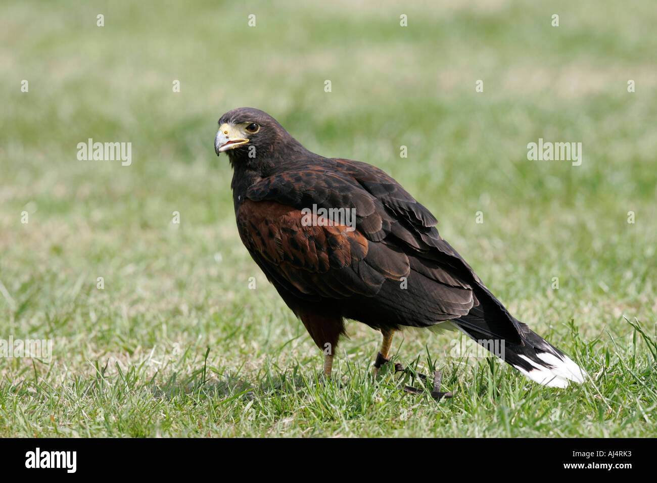 harris hawk parabuteo unicinctus on grass during falconry display at ...