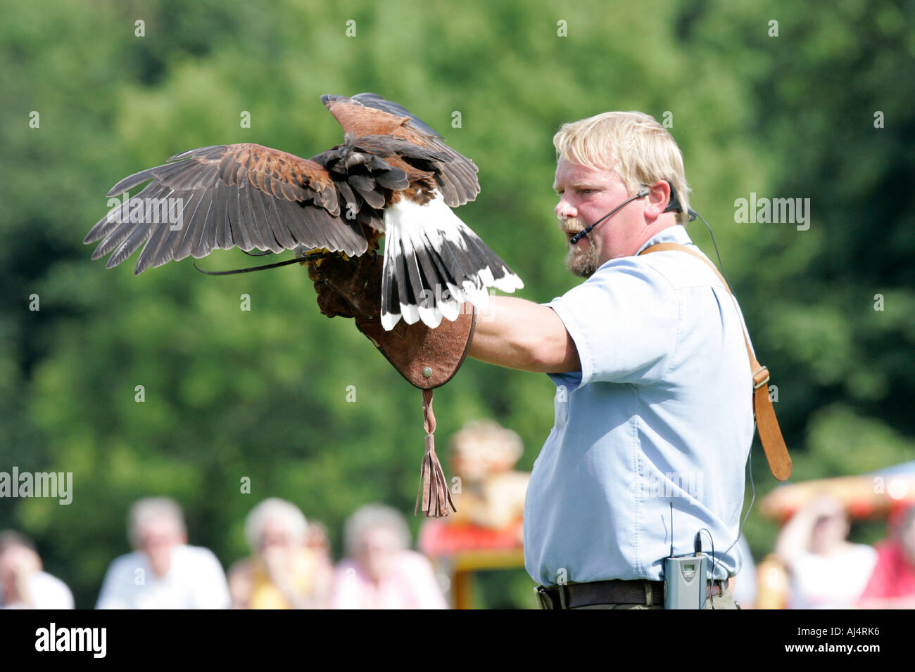 Colin Urwin from Dunluce Falconry shows a harris hawk Parabuteo ...