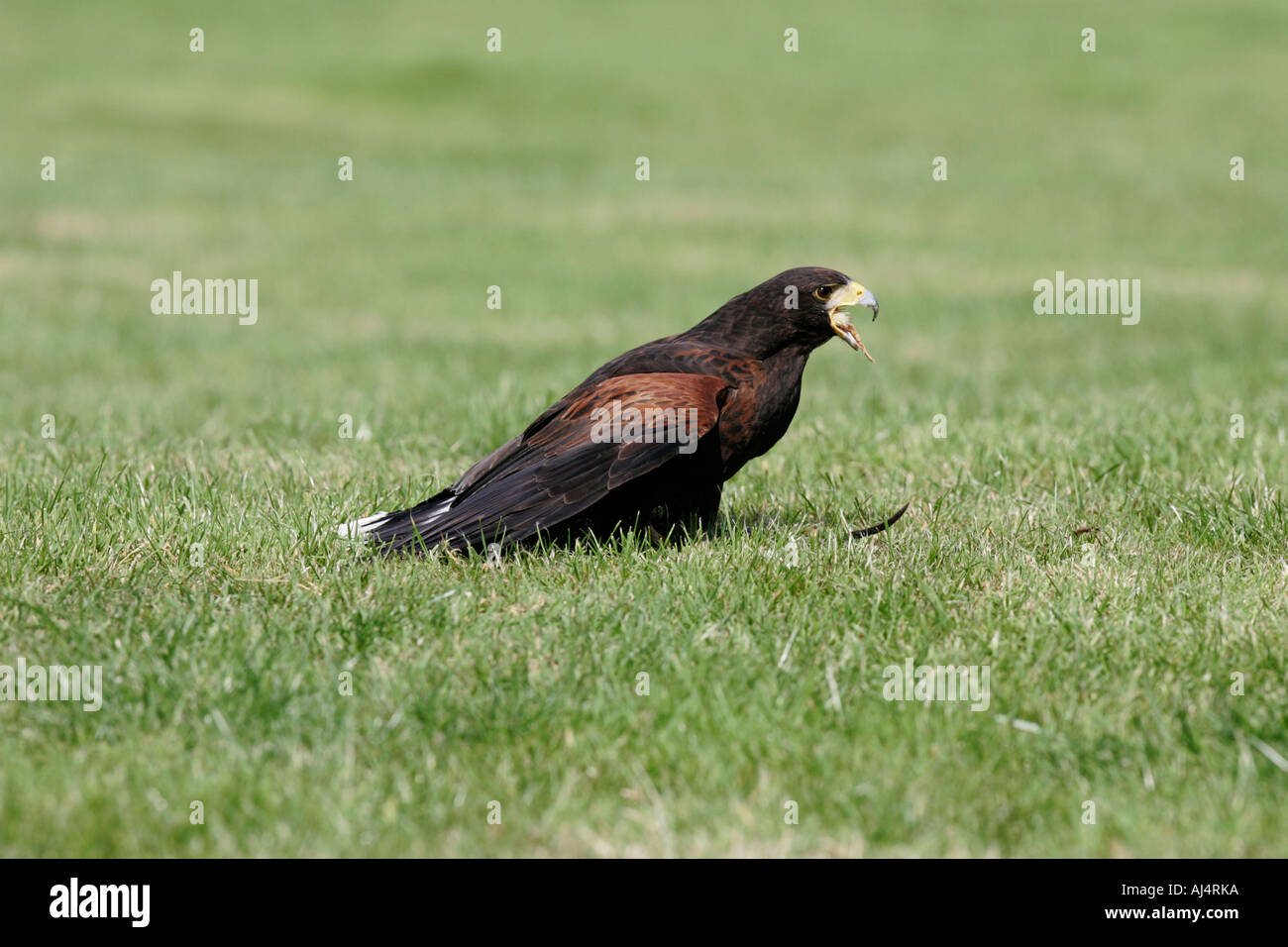 harris hawk parabuteo unicinctus on grass eating bait during falconry ...