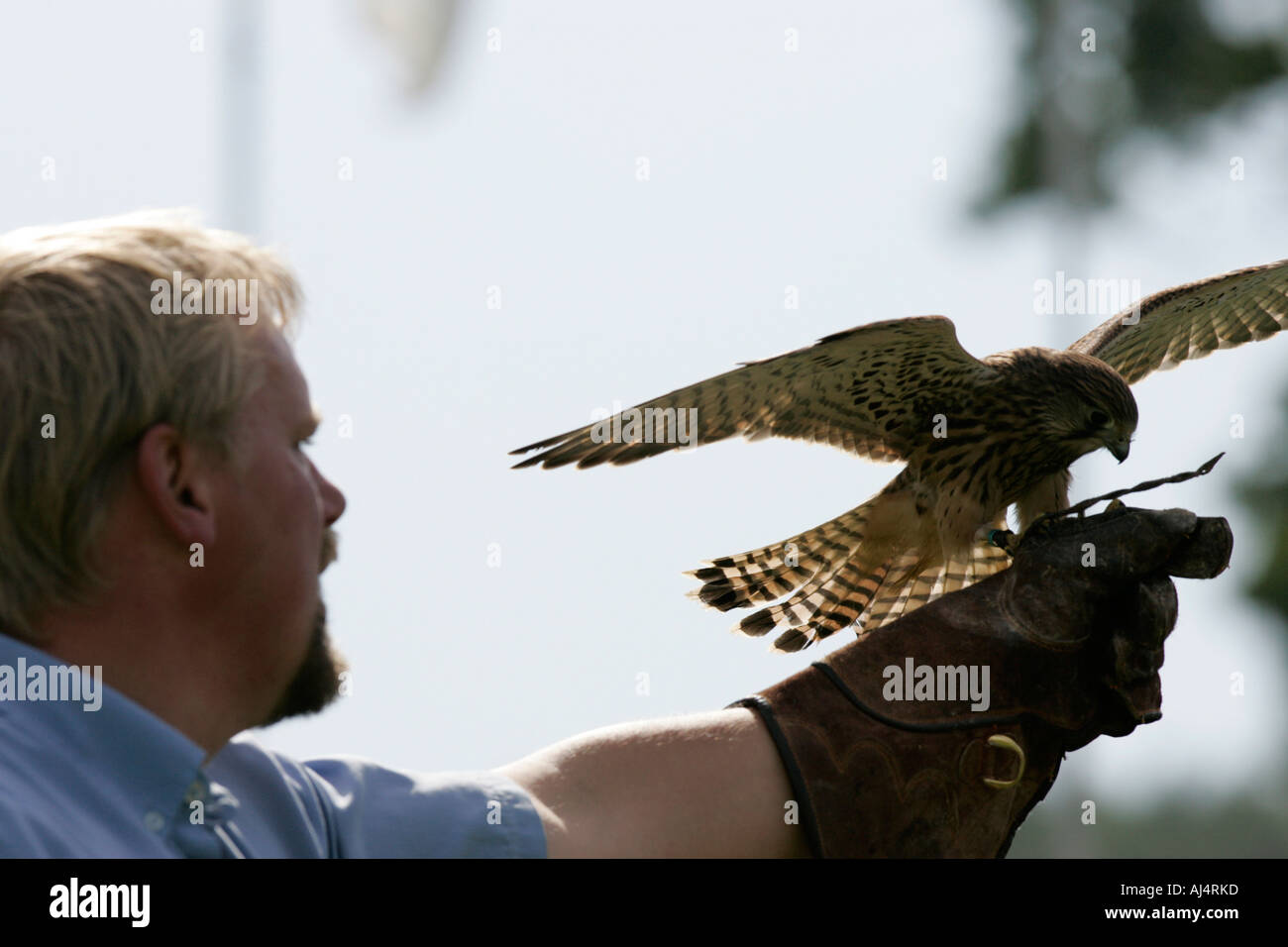 Colin Urwin from Dunluce Falconry shows a six week old kestrel Falco ...