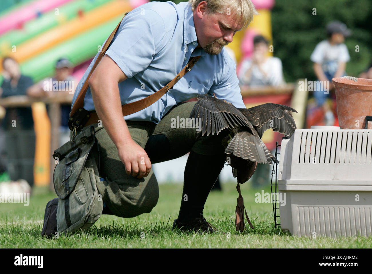 Colin Urwin from Dunluce Falconry takes a Lanner Falcon Falco biarmicus ...