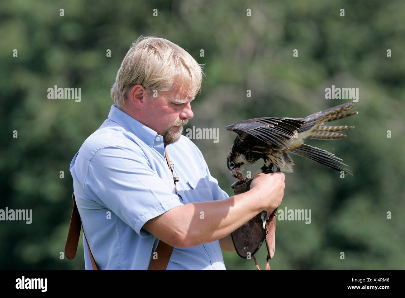 Falcon falconer hi-res stock photography and images - Alamy