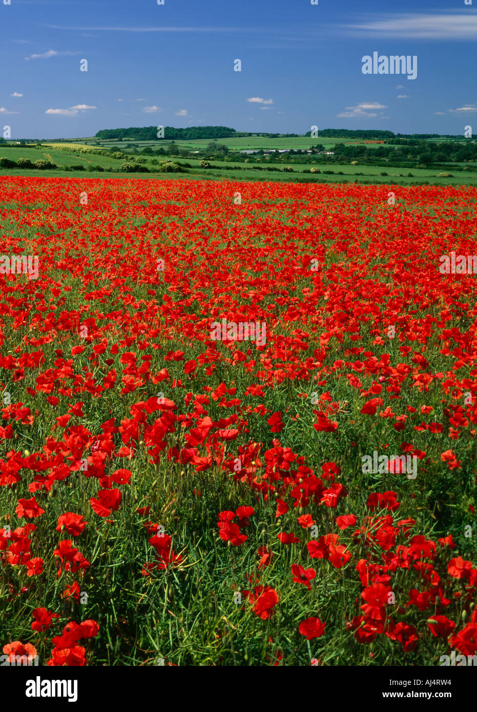 Field of Poppies. Wild Poppies on an organic farm dominate a rural ...