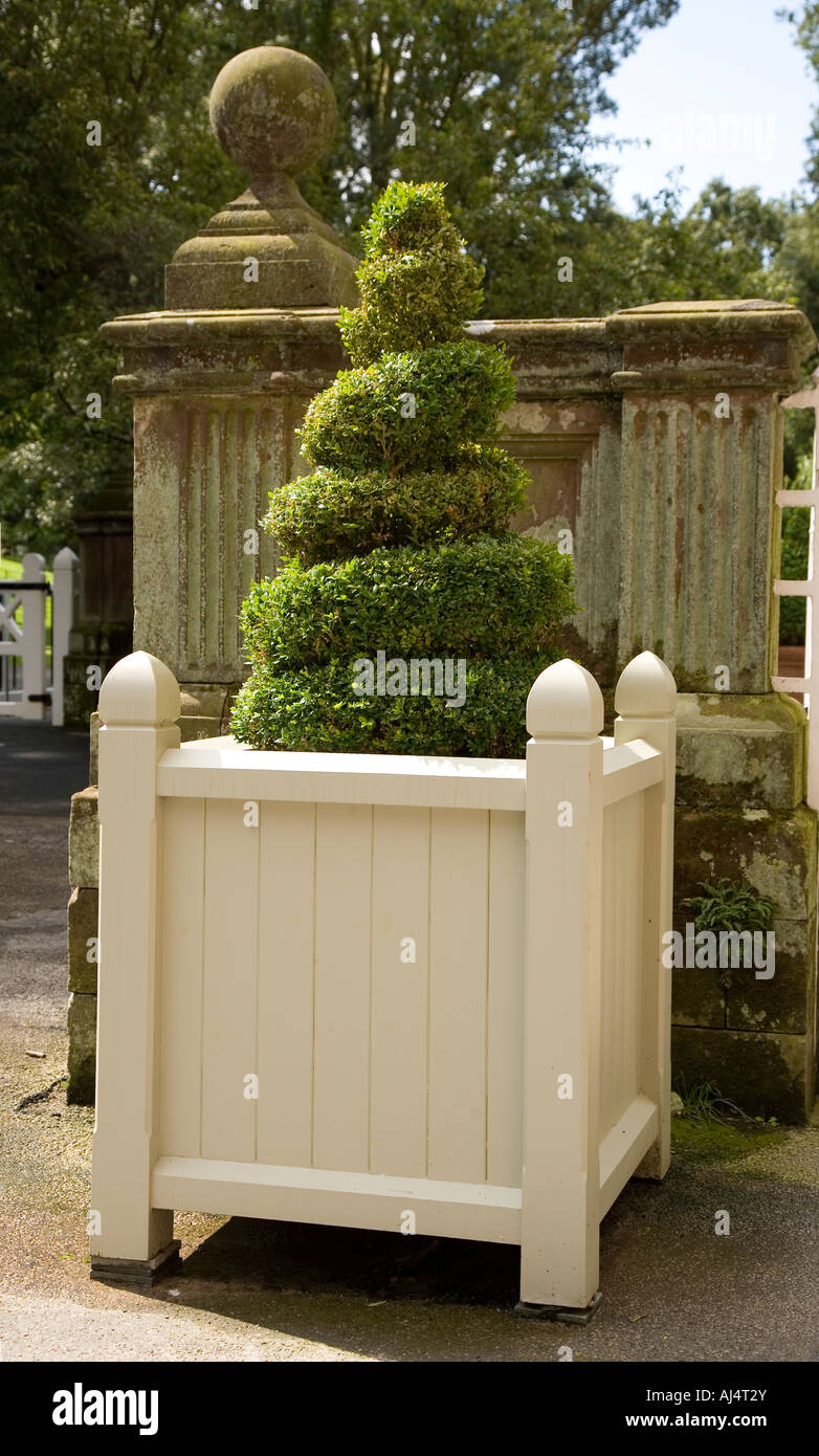 Topiary tree in a box planter Stock Photo - Alamy
