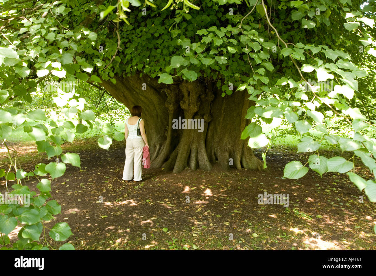 Woman looking at Giant Lime Tree one of the 50 oldest trees in the UK ...