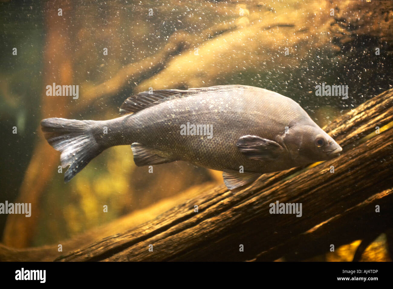 Freshwater fish in Sydney Aquarium Darling Harbour New South Wales NSW ...
