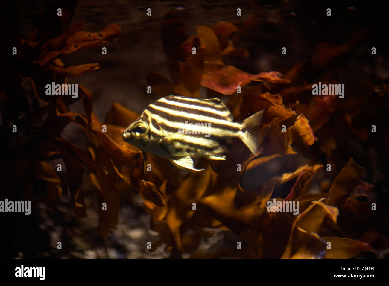 Stripey fish Microcanthus strigatus in Sydney Aquarium Darling Harbour ...