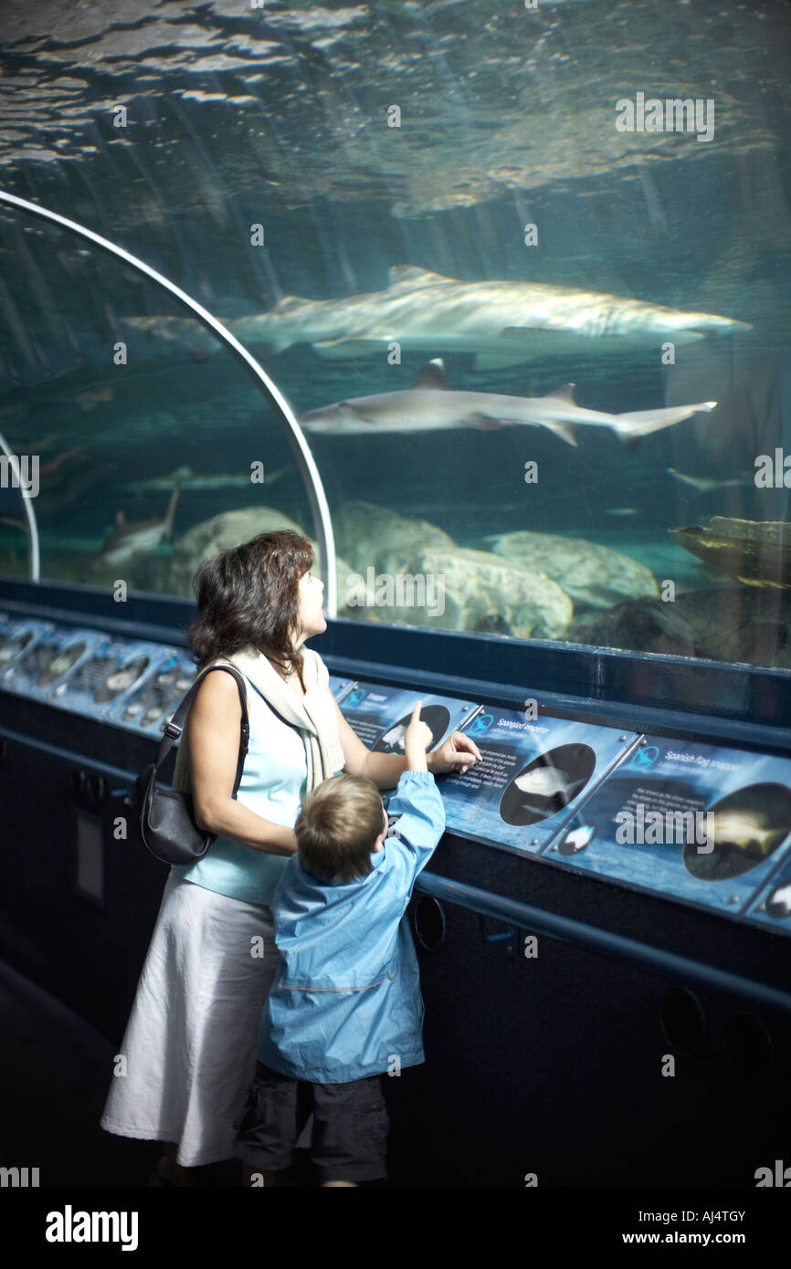 People in underwater viewing tunnel looking at fish in Sydney Aquarium ...