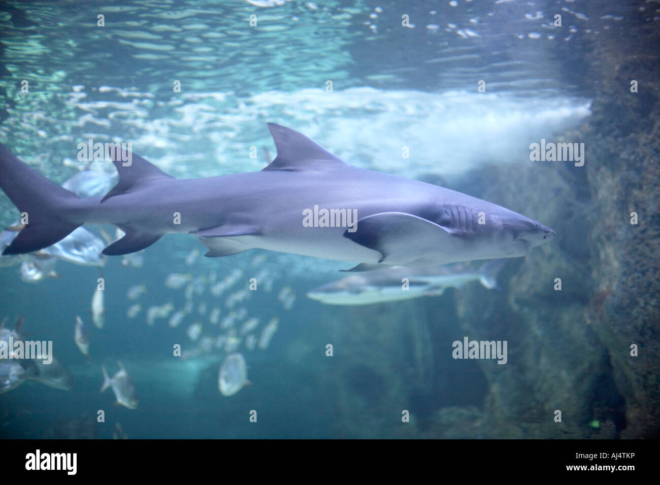 Sharks and other fish in tank at in Sydney Aquarium Darling Harbour New ...