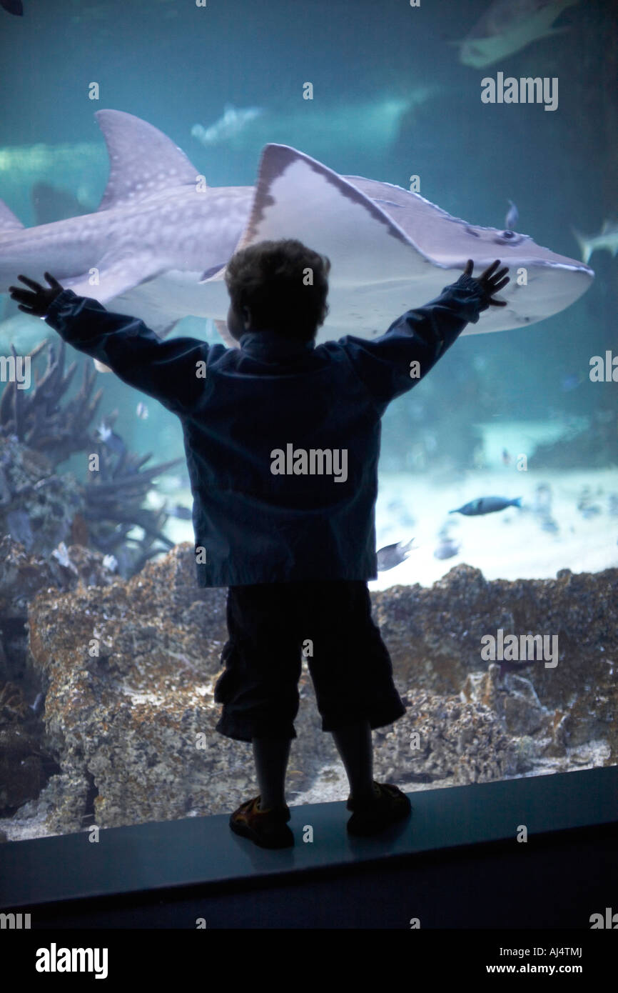 Shark boy hi-res stock photography and images - Alamy