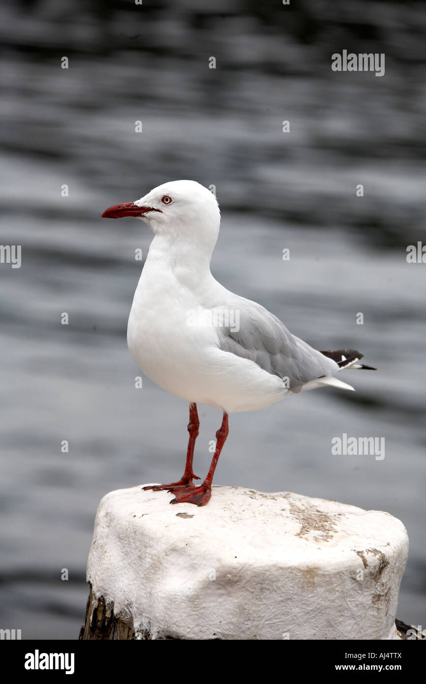 On post with fish hi-res stock photography and images - Alamy