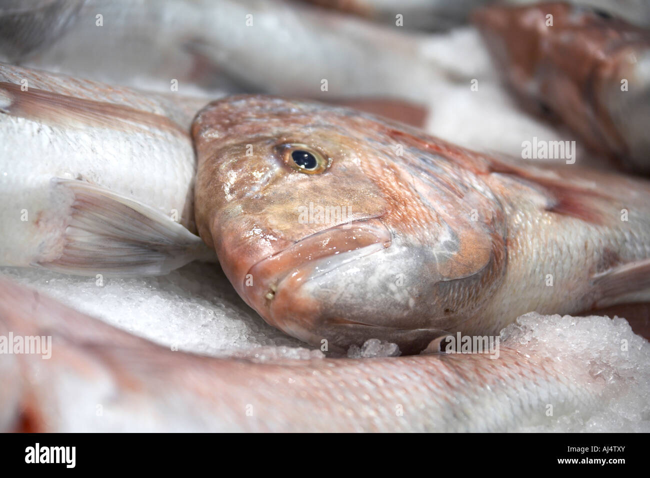 WA Snapper fish on sale in Fish Market shop Sydney New South Wales NSW ...