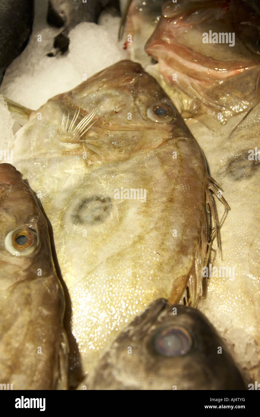John Dory fish on sale in Fish Market shop Sydney New South Wales NSW ...