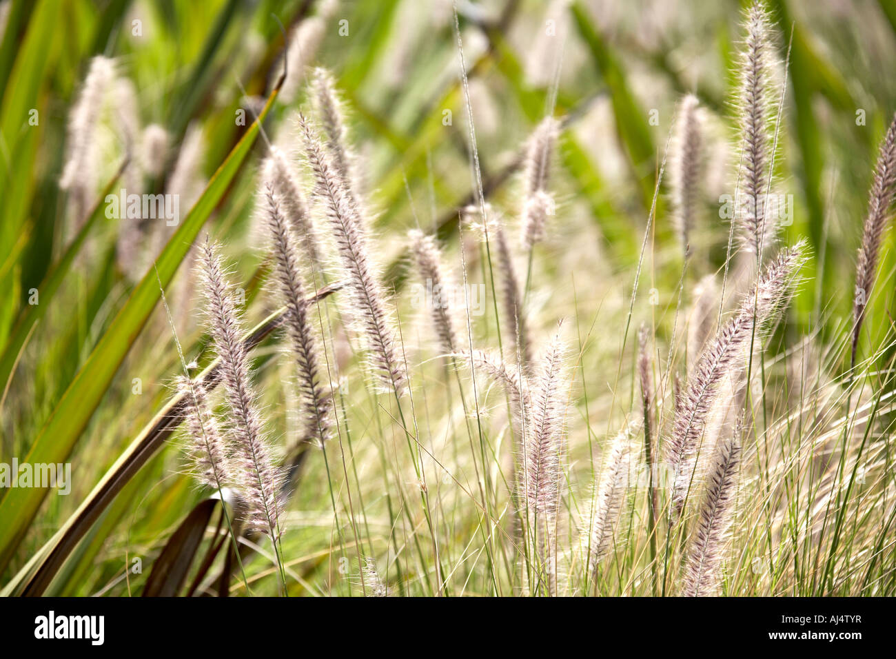 Wild grasses hi-res stock photography and images - Alamy