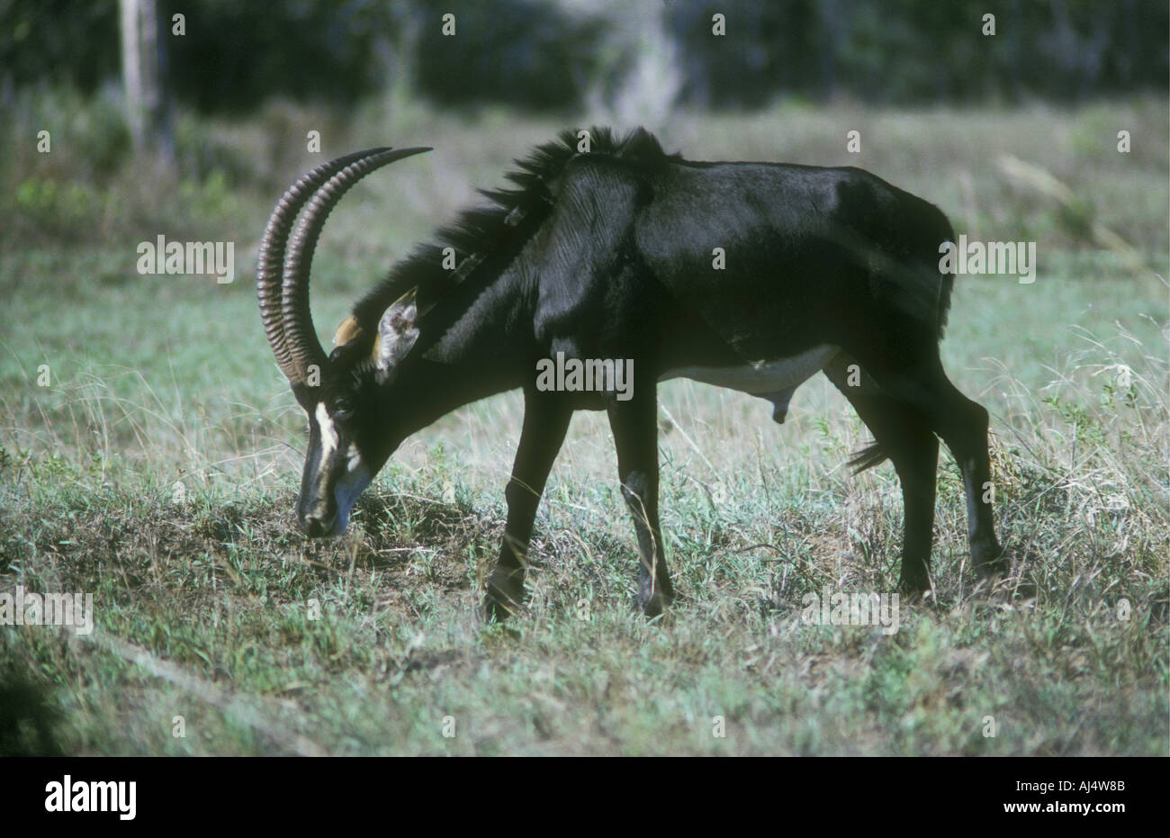 Male Black Sable Antelope Shimba Hills National Reserve Kenya East ...