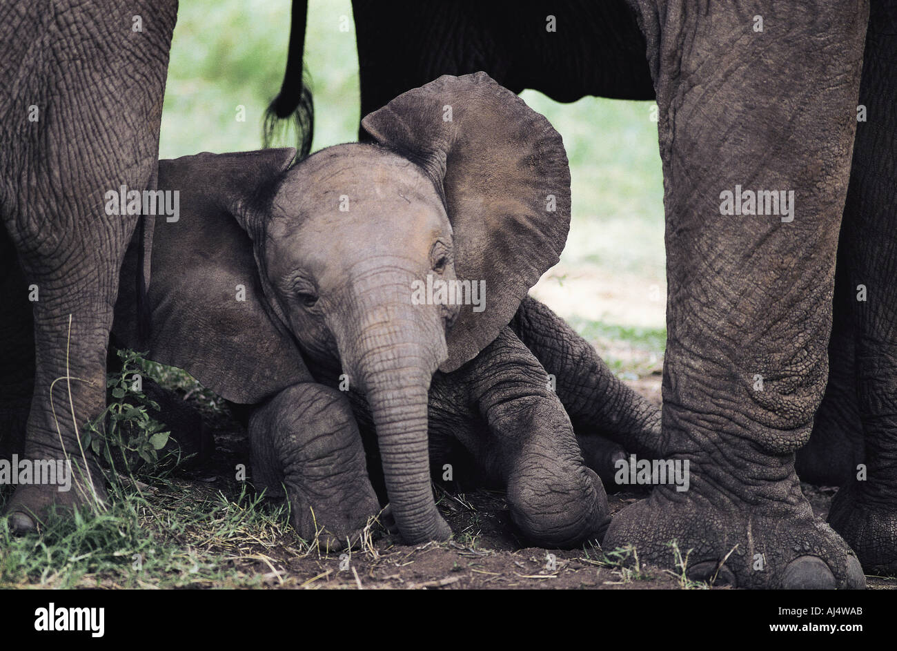 Baby elephant resting under the stomach of his mother Samburu National ...