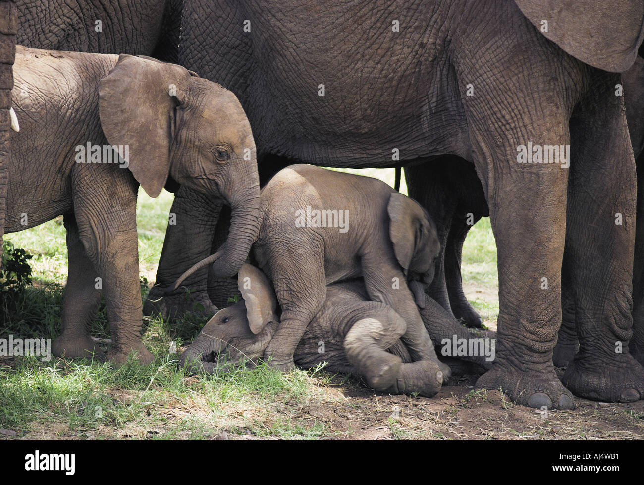 Baby elephant with siblings hi-res stock photography and images - Alamy