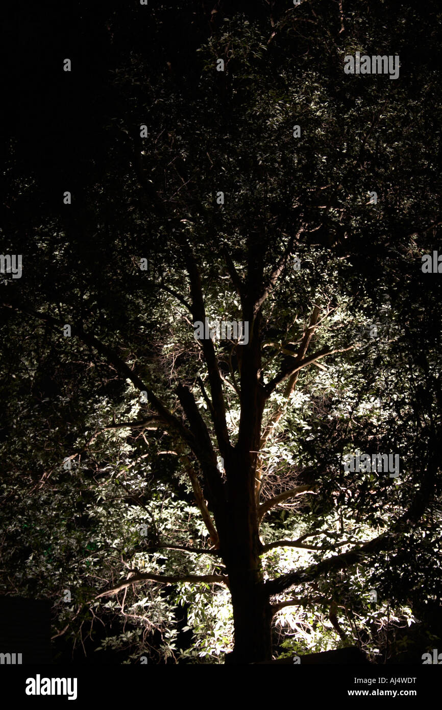 Trees night lit by coloured lights designed by Walter Holt and ...