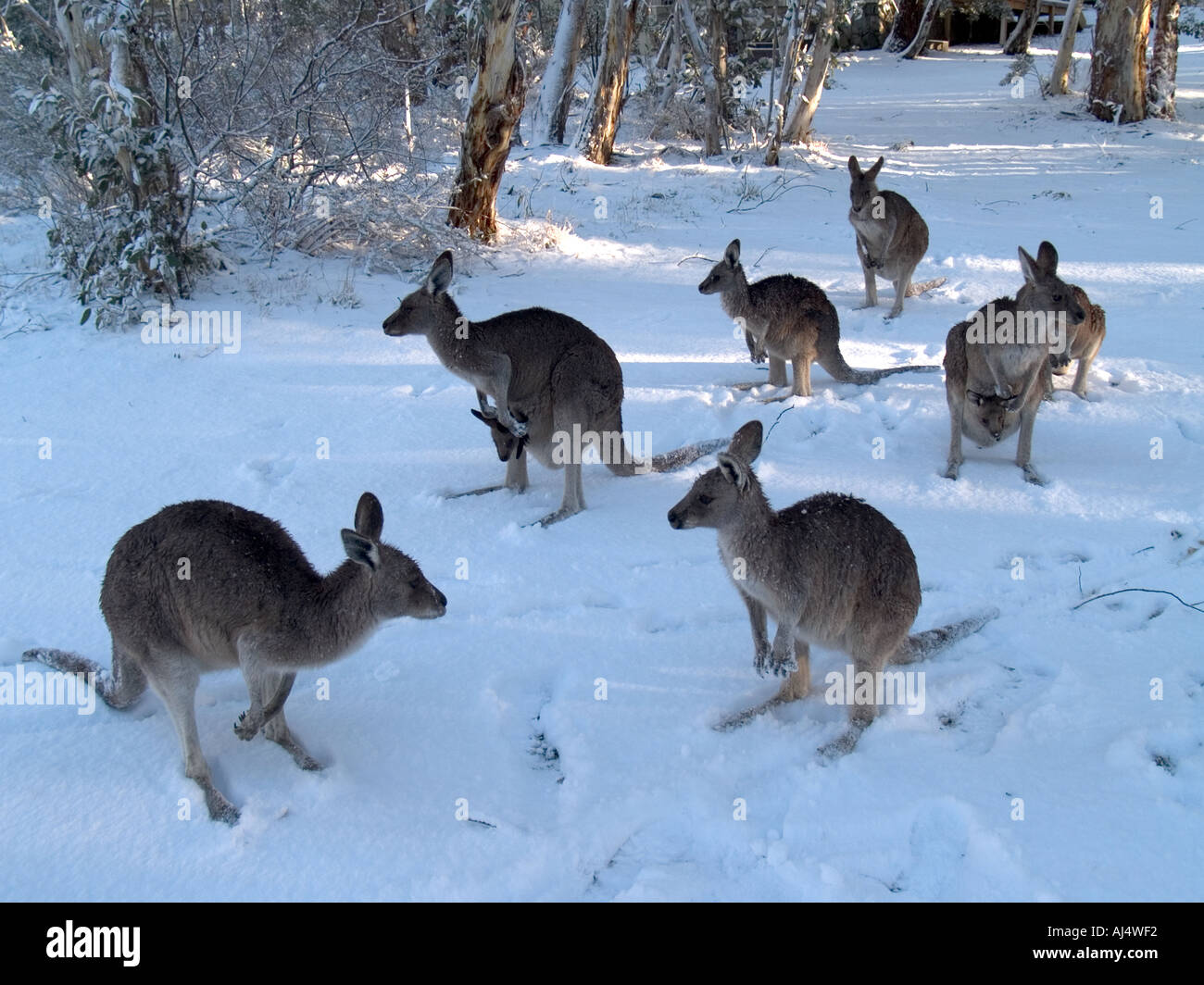 Female Eastern Grey kangaroos Macropus giganteus Snowy Mountains NSW ...