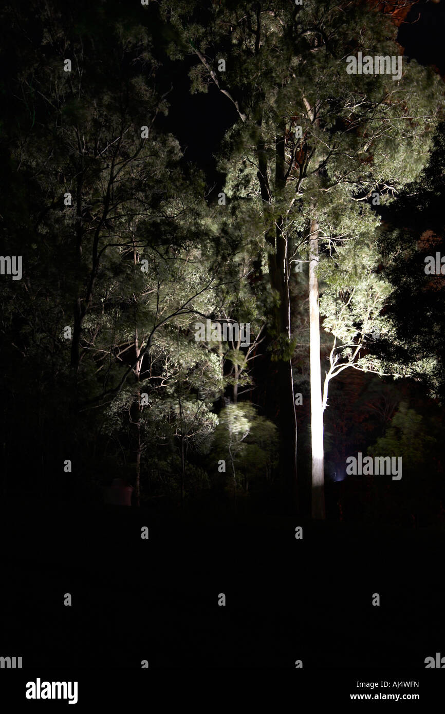 Trees lit by coloured lights designed by Walter Holt and Treeluminati ...