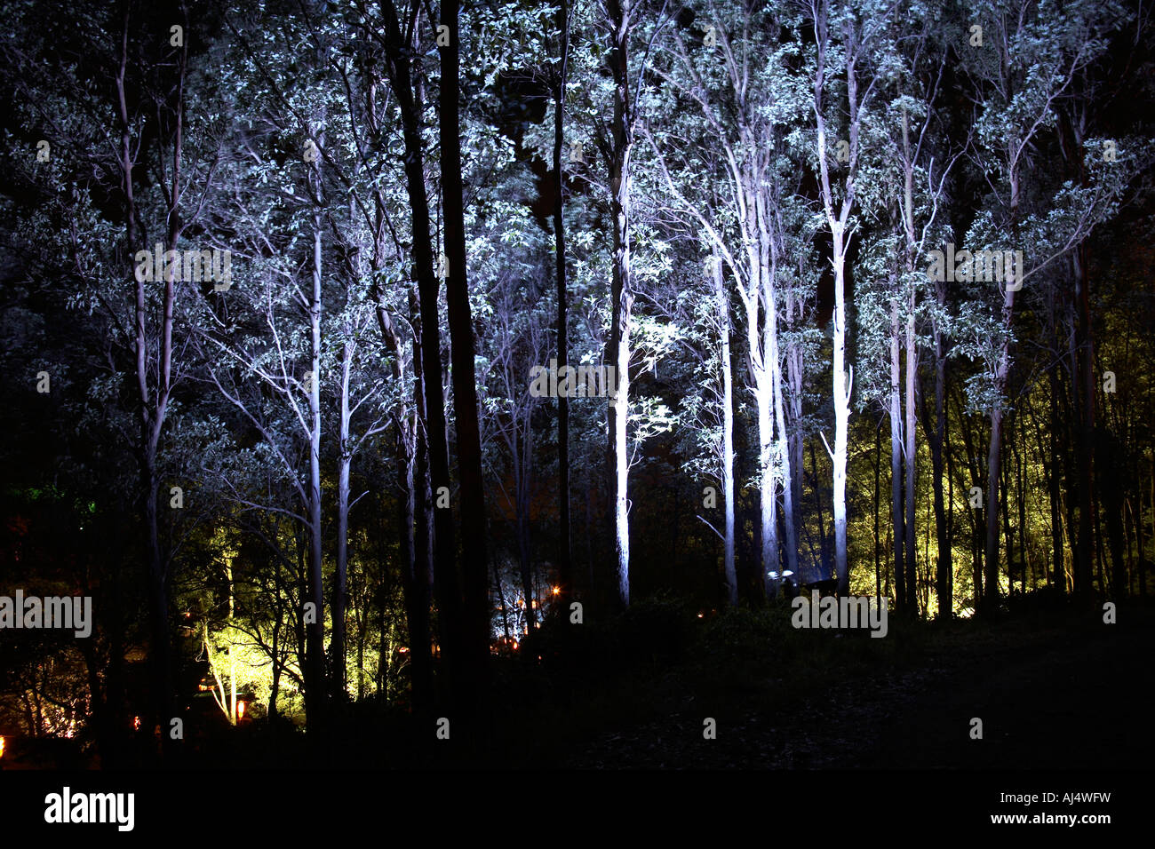 Trees night lit by coloured lights by Walter Holt and Treeluminati tree ...