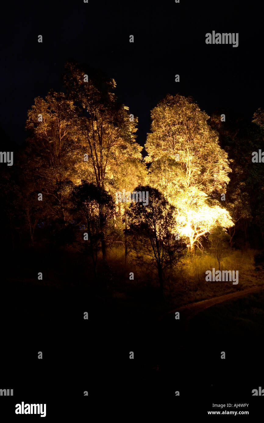 Trees lit by coloured lights designed by Walter Holt and Treeluminati ...