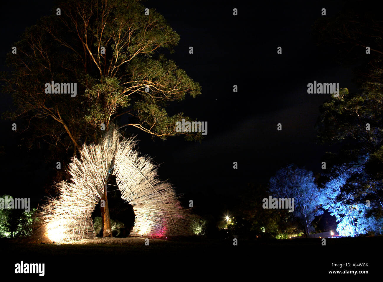 Trees lit by coloured lights designed by Walter Holt and Treeluminati ...