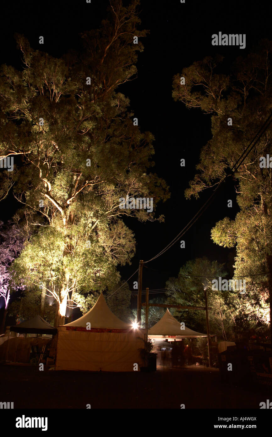 Trees lit by coloured lights designed by Walter Holt and Treeluminati ...