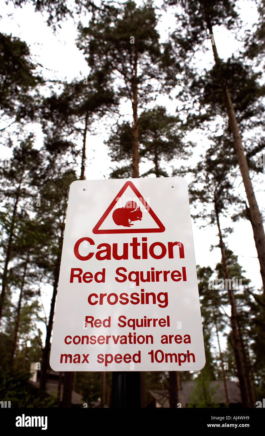 Squirrel crossing sign hi-res stock photography and images - Alamy