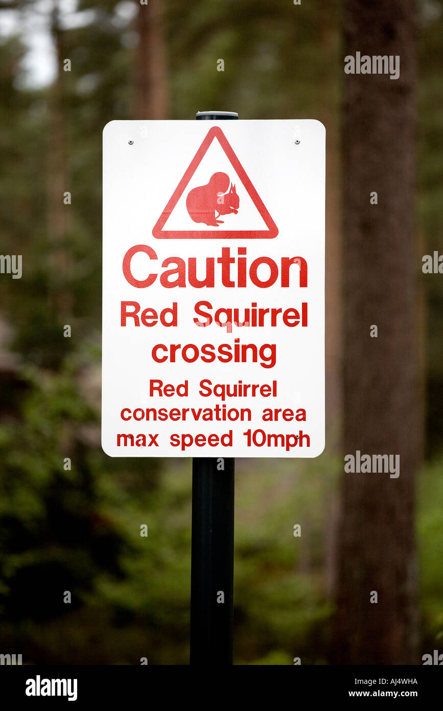 A sign warning that Red Squirrels are crossing in Cumbria Lake District ...