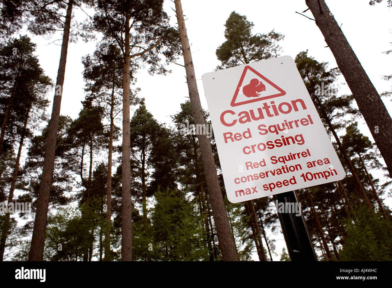 Red squirrel crossing sign hi-res stock photography and images - Alamy