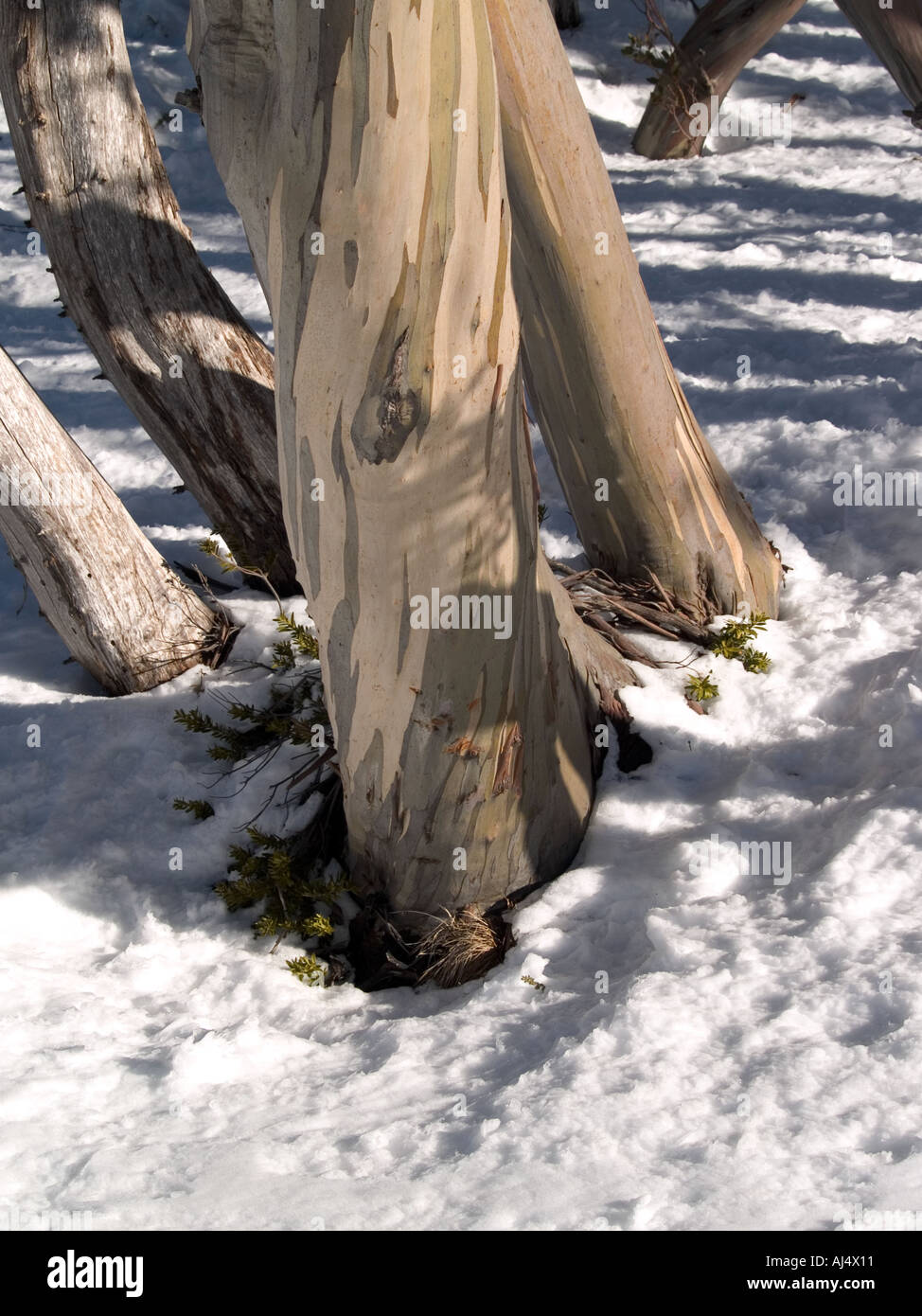 Snow gums, Snowy Mountains, NSW, Australia Stock Photo - Alamy