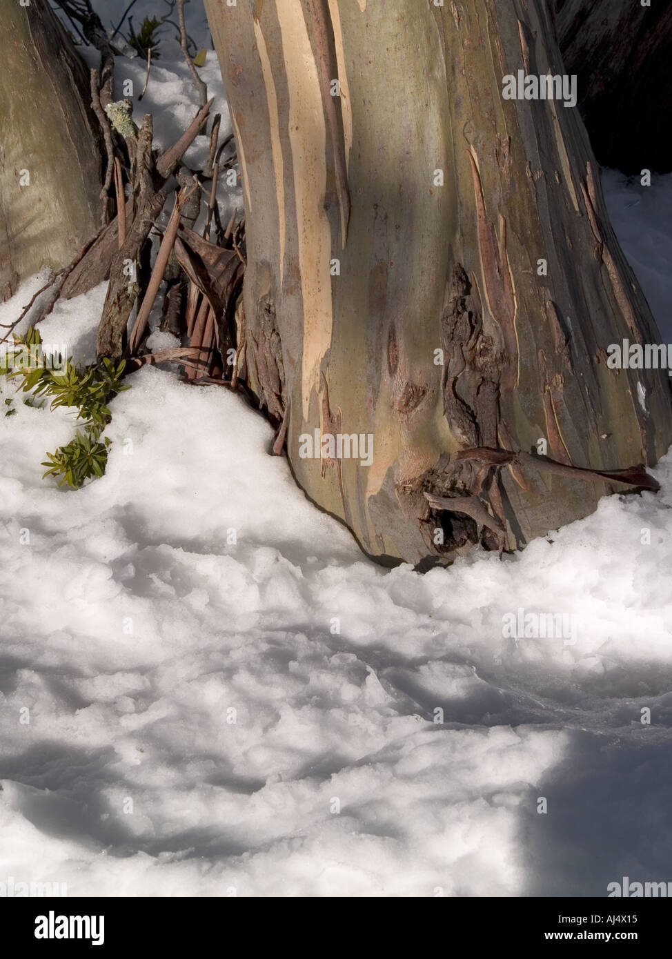 Snow gums, Snowy Mountains, NSW, Australia Stock Photo - Alamy