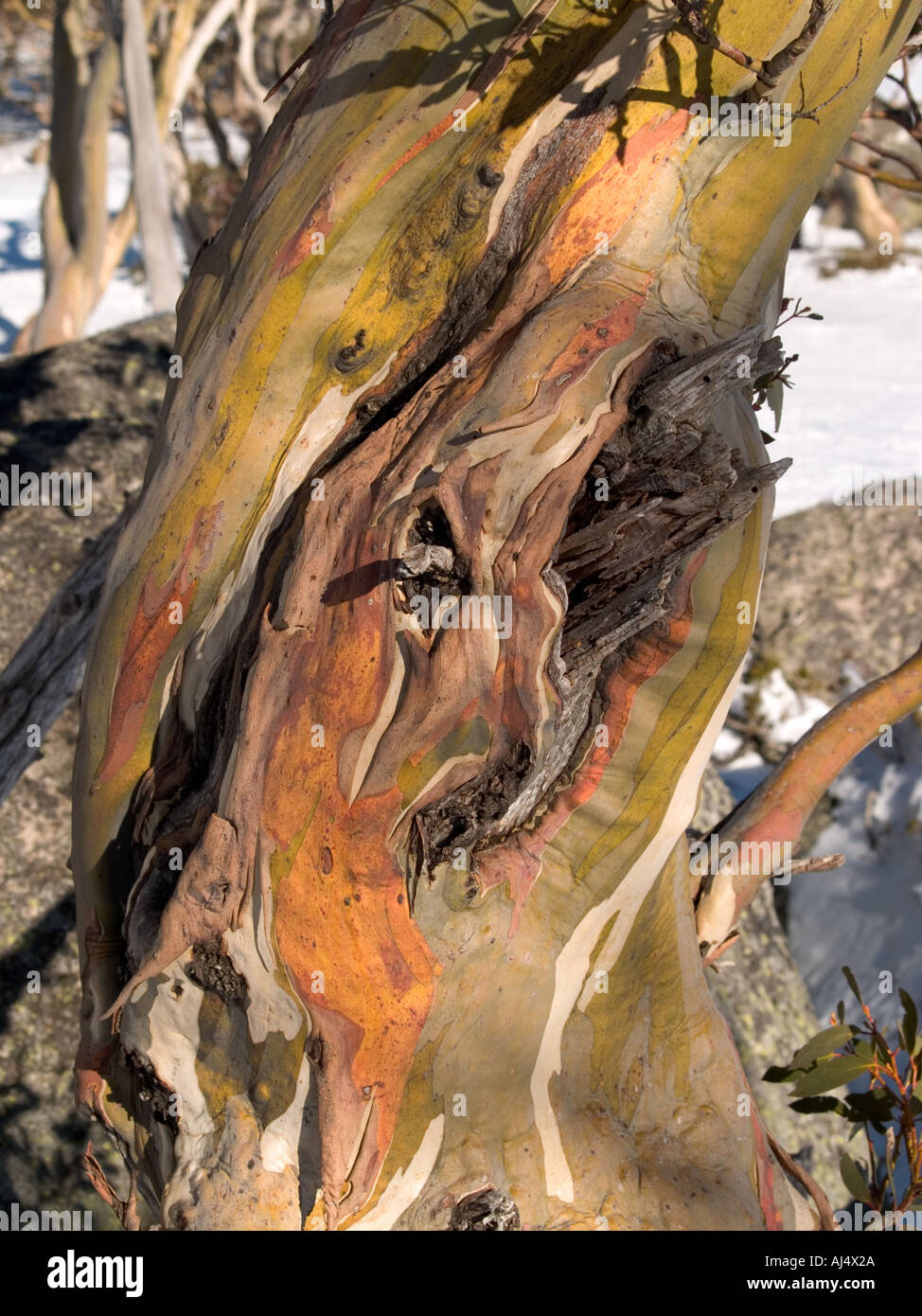 Snow gum (Eucalyptus pauciflora) Snowy Mountains NSW Australia Stock ...