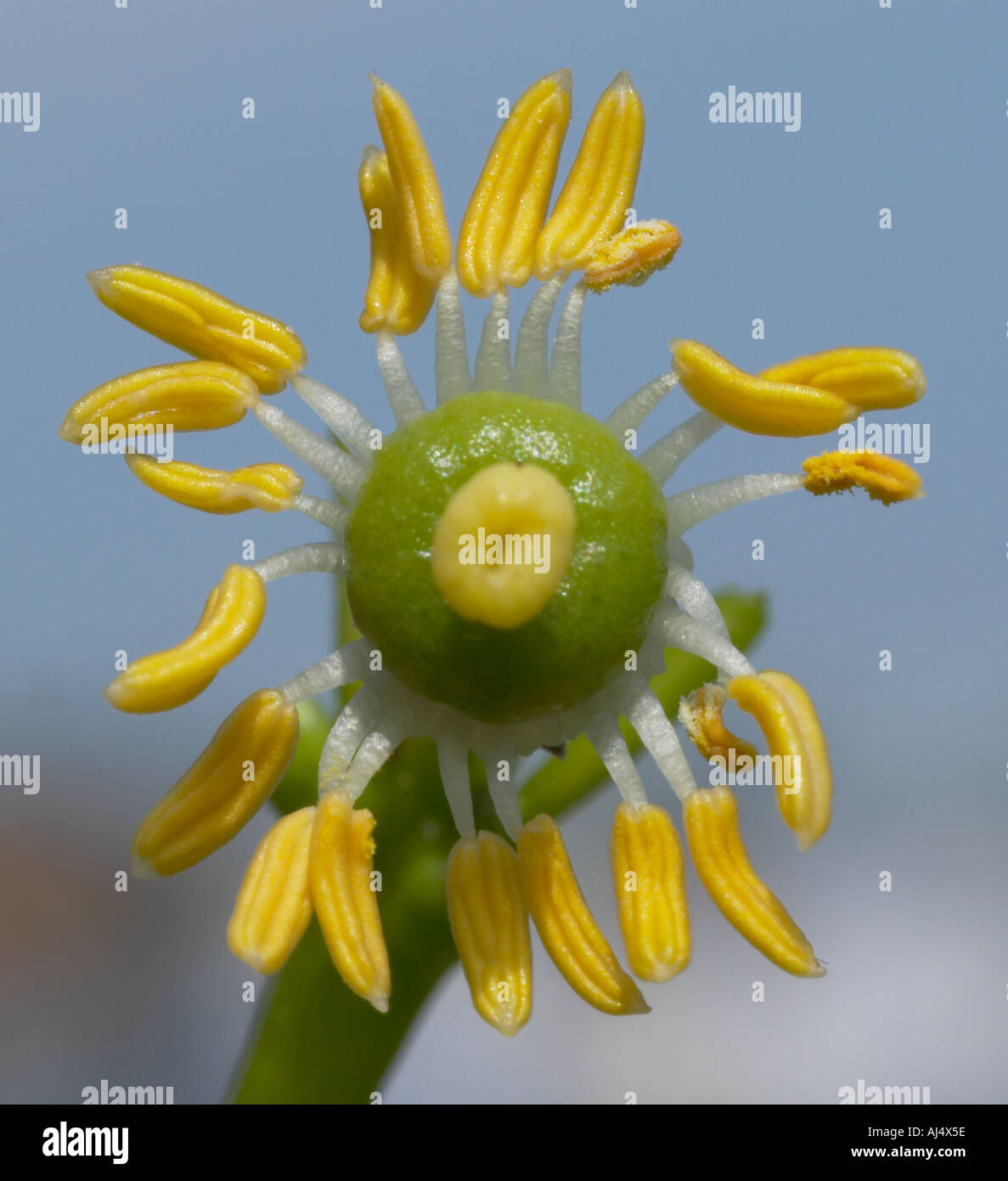 Dropped Petals High Resolution Stock Photography and Images - Alamy