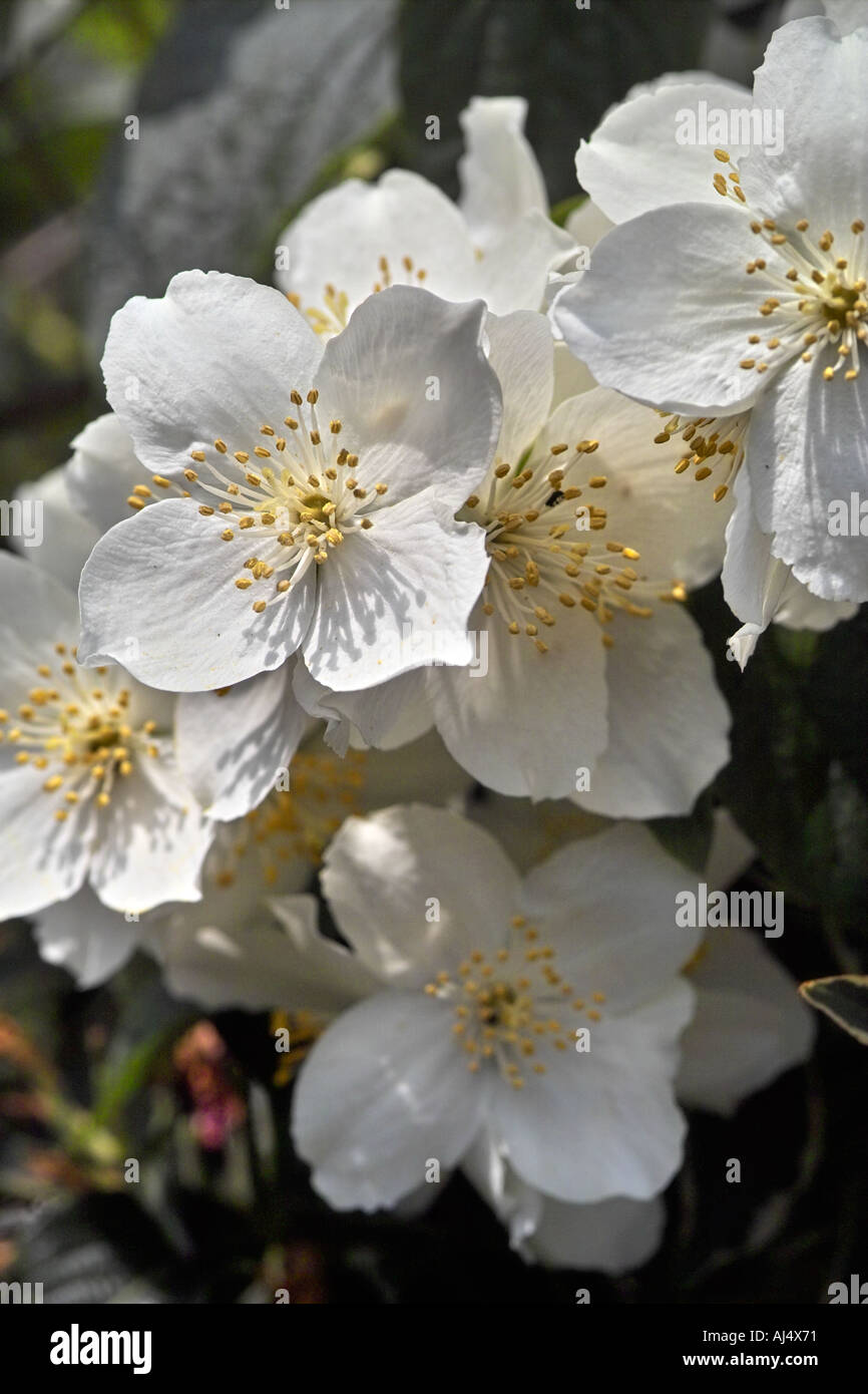 Philadelphus Mock orange Stock Photo - Alamy