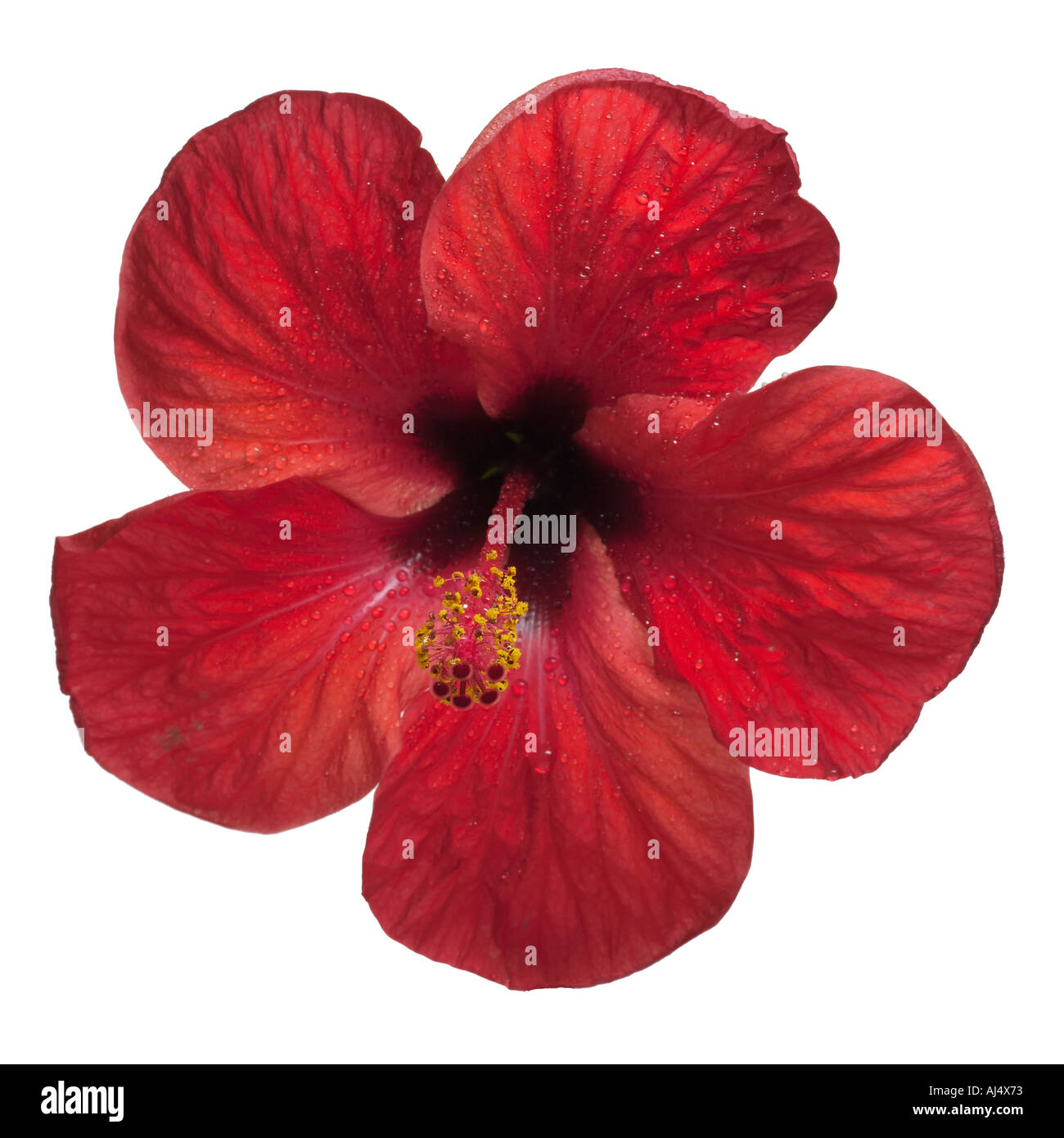 Hibiscus rosa sinensis Cut Out Stock Images & Pictures - Alamy