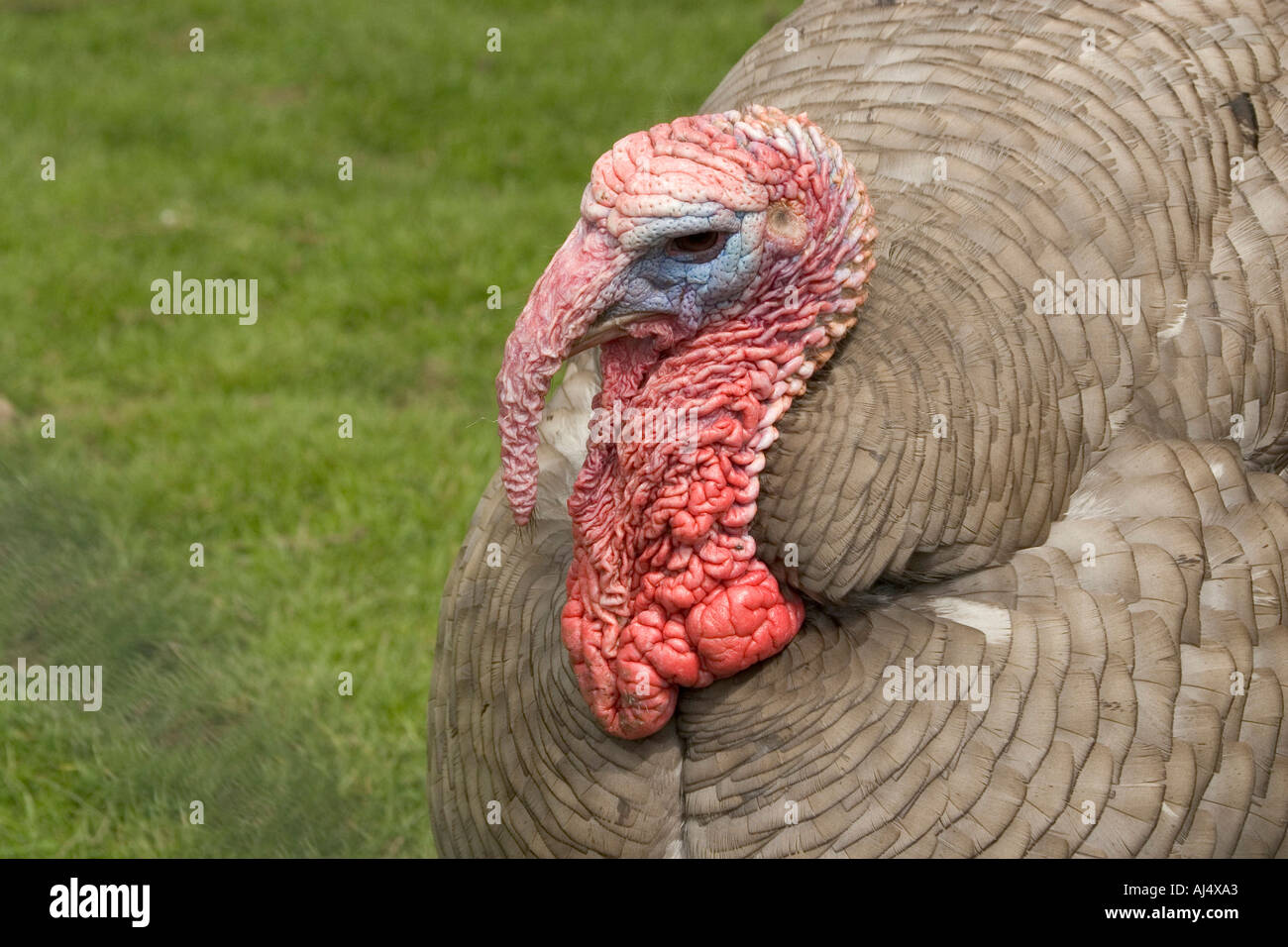 Galla hi-res stock photography and images - Alamy