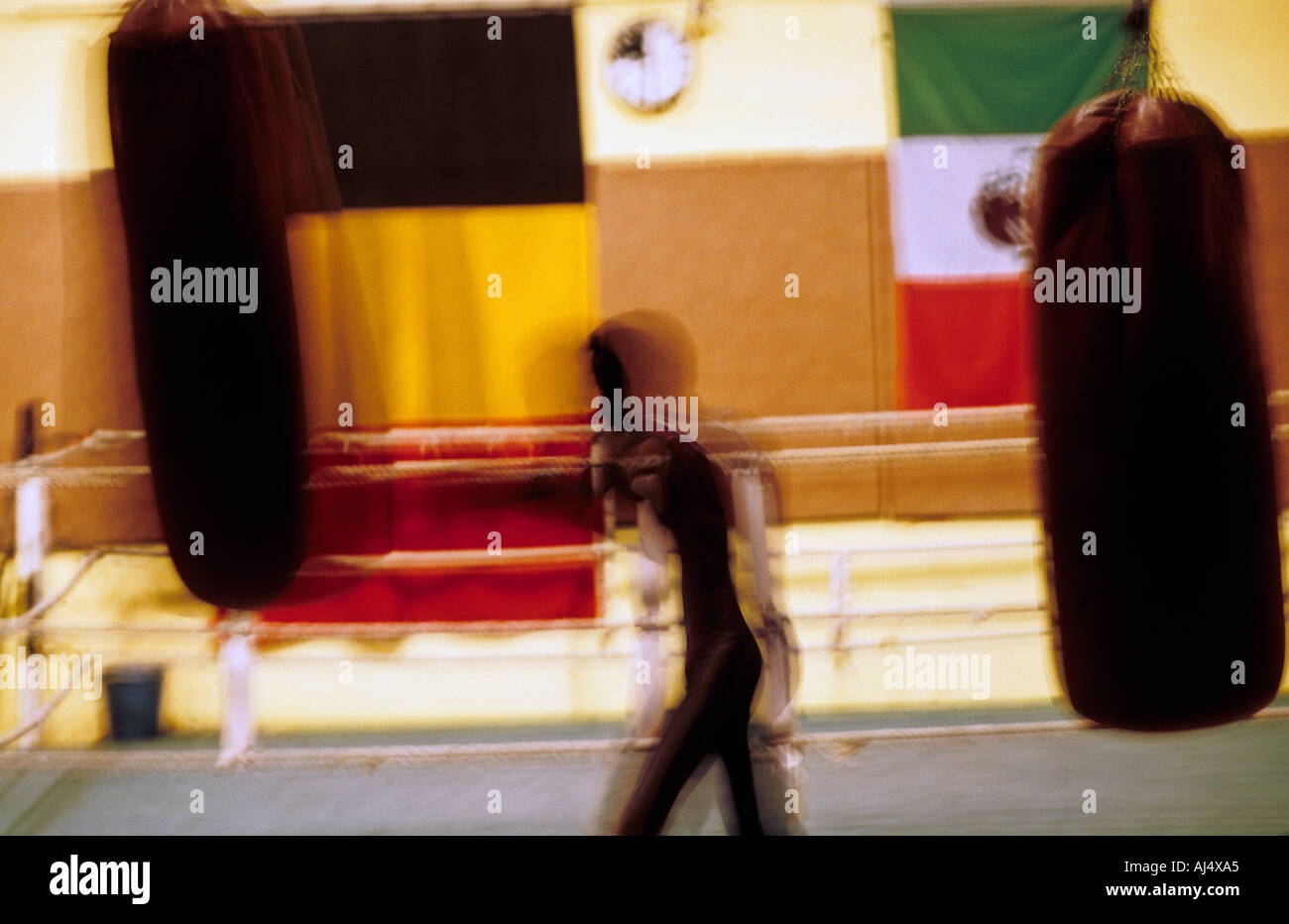 French boxers in silhouette Stock Photo - Alamy