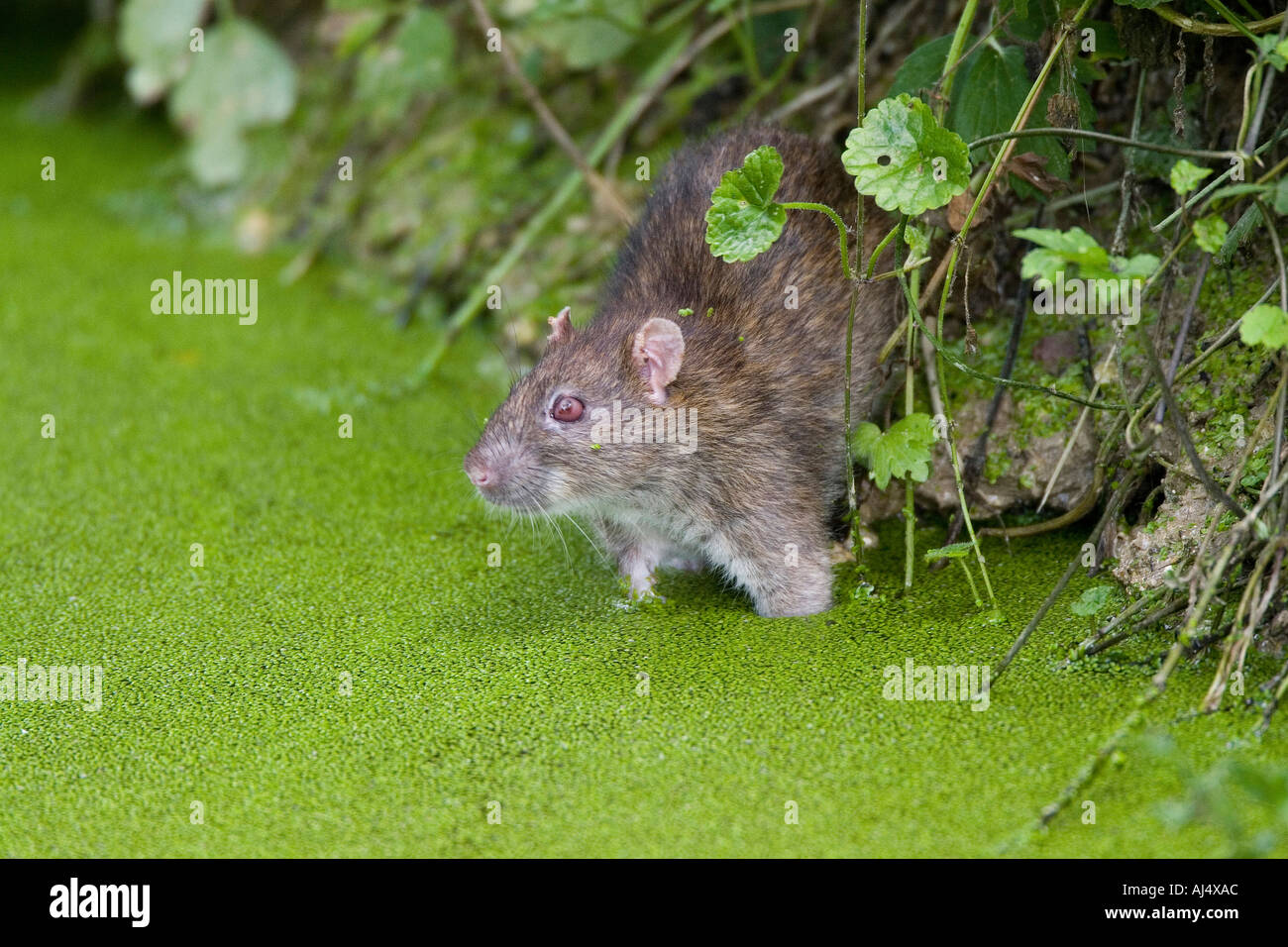 Brown Rat Rattus norvegicus blind in one eye Stock Photo - Alamy