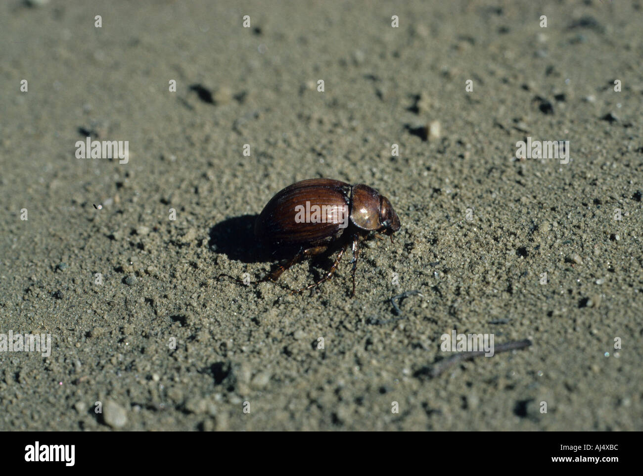 Lewisi hi-res stock photography and images - Alamy