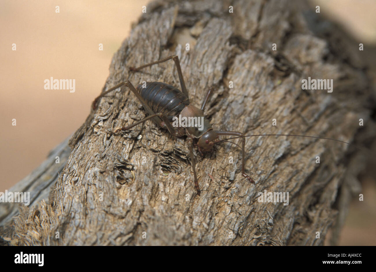 Armoured Ground Cricket Acanthoplus discoidalis Namibia Stock Photo - Alamy