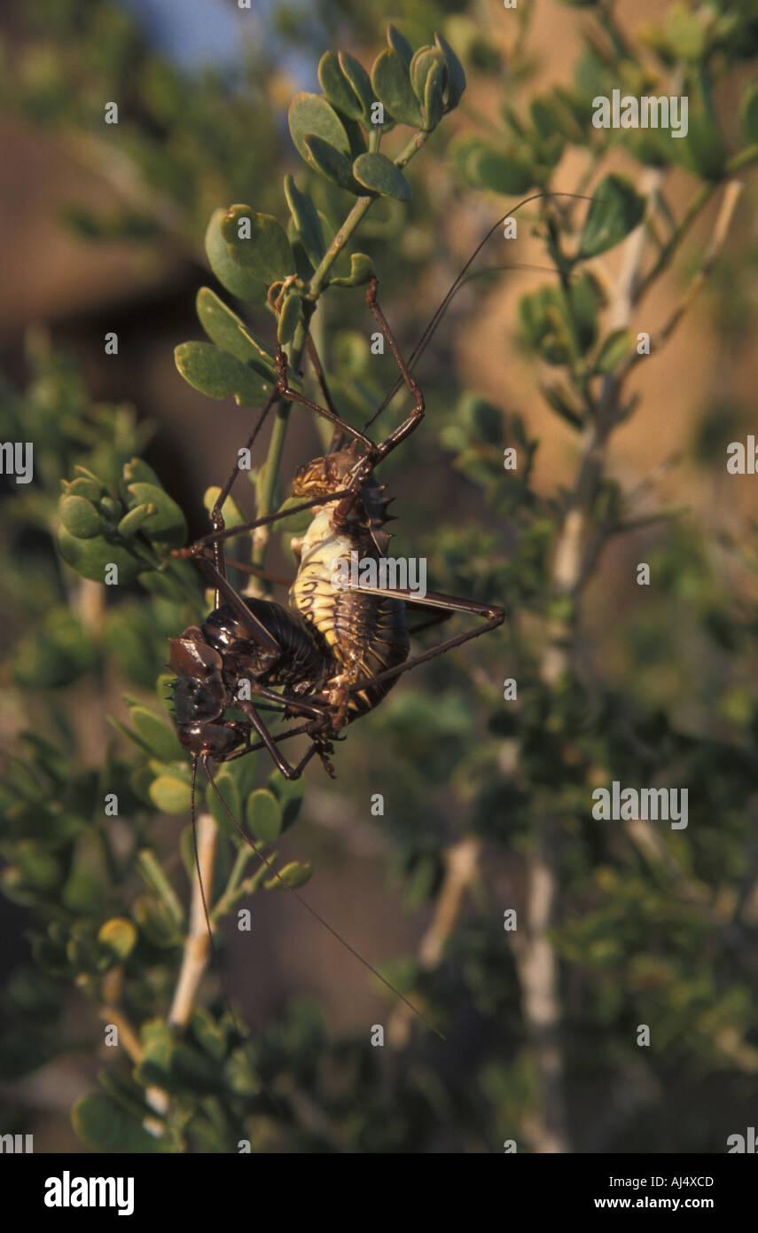 Armoured Ground Cricket Acanthoplus discoidalis Mating Namibia Stock ...