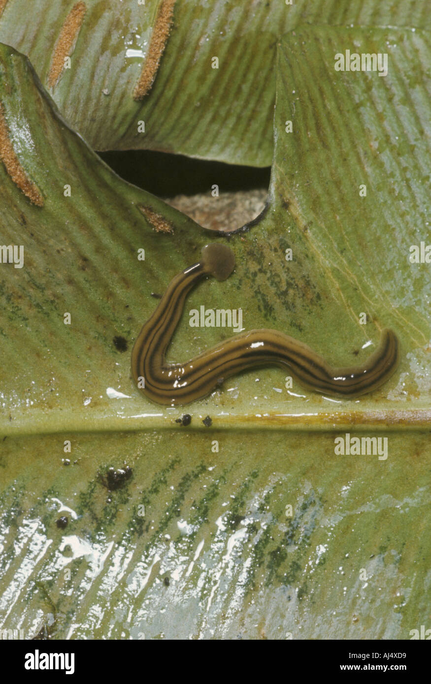 Leech dog erpobdella octoculata close hi-res stock photography and ...